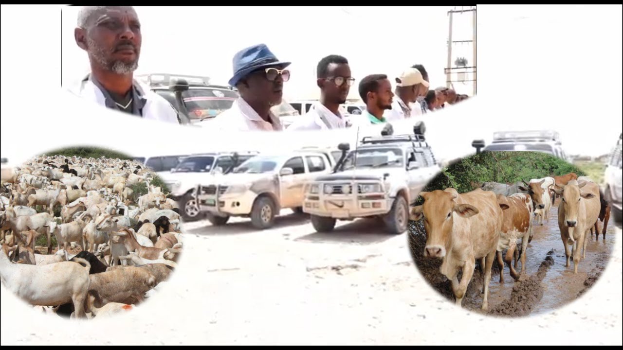 Wasaarada Xanaanada Xoolaha Somaliland Oo Kooxo Caafimaad Ukala Dirtay ...