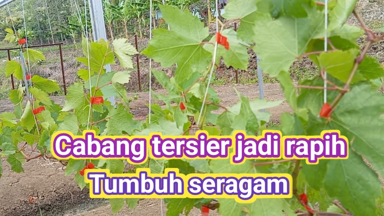 Pembentukan tersier dari tunas air sistem teralis single cordon - YouTube