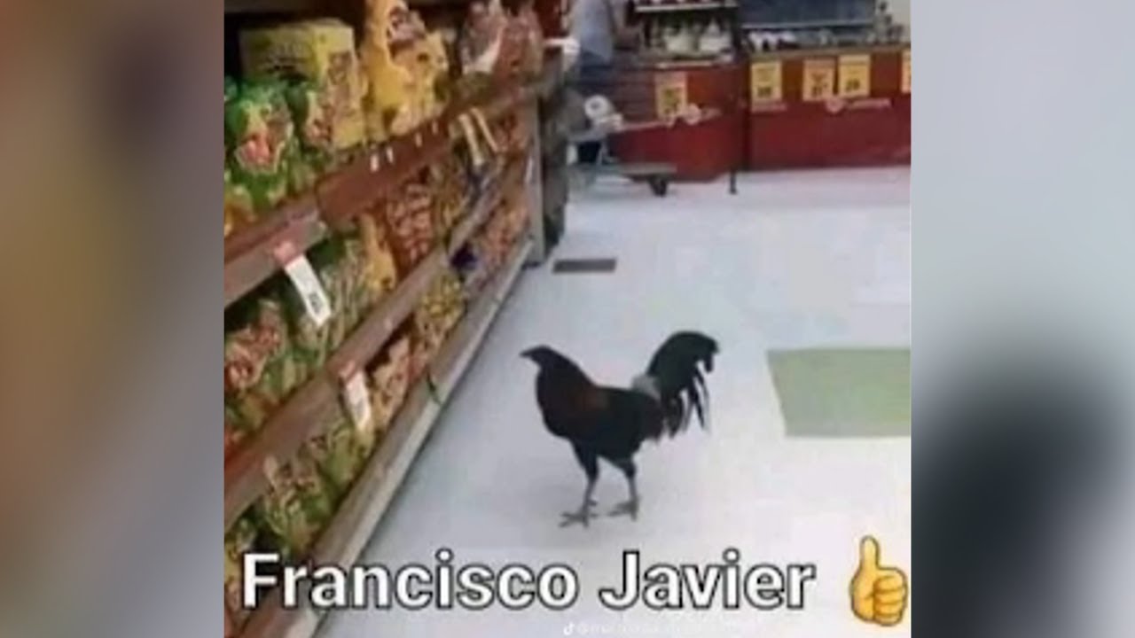 ️ mira el pato donald - YouTube