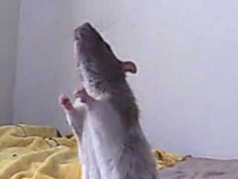 Silly rat - YouTube