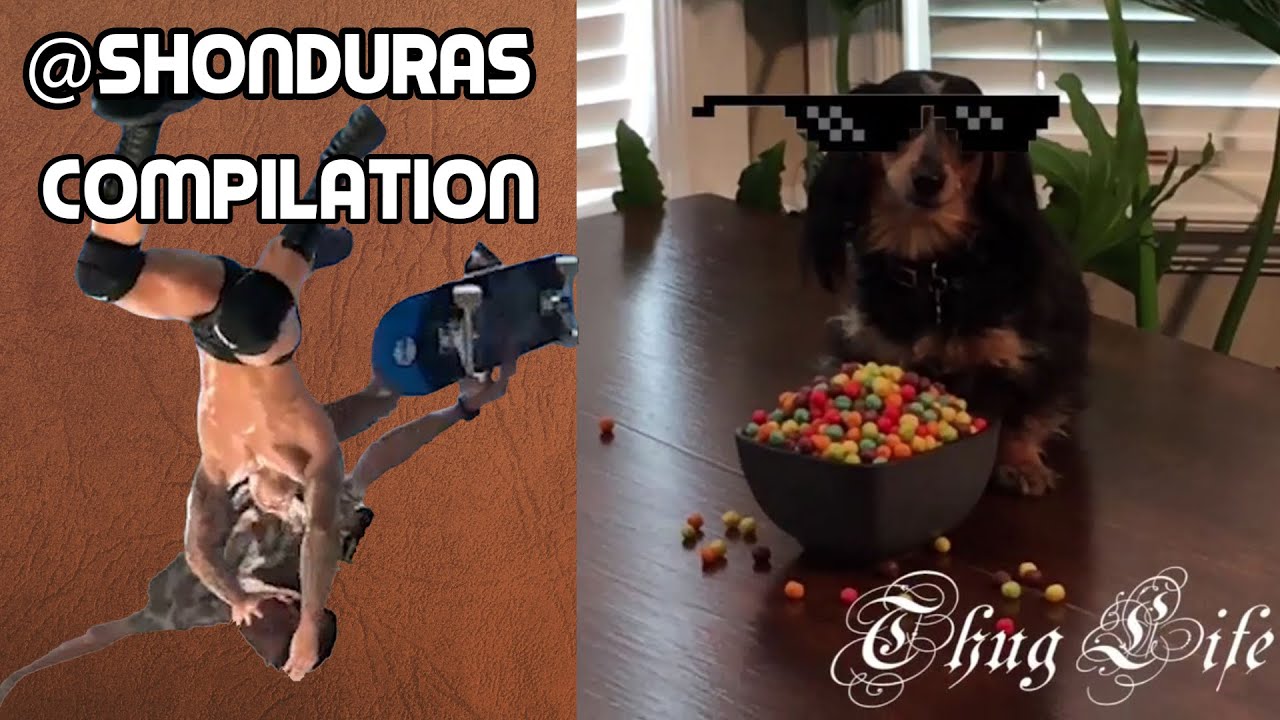 Random Awesomeness - Shonduras Compilations - YouTube