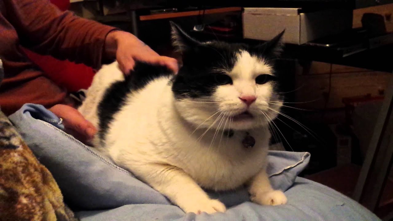 Snorting cat.. Sooo funny! - YouTube