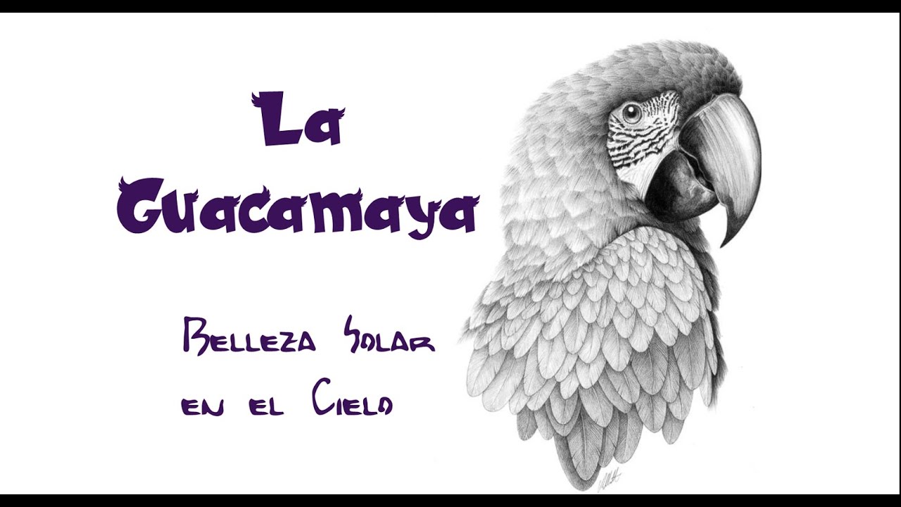 La guacamaya - YouTube