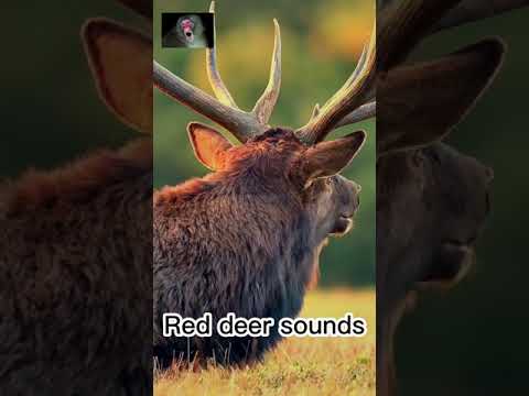 Red deer sounds #animals #animalshorts #viral #animalsounds #deersounds ...