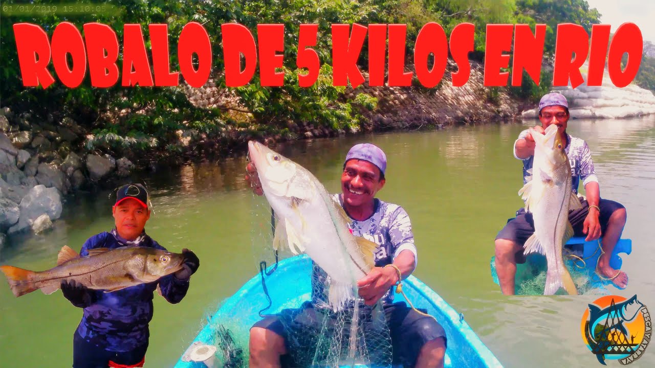 ROBALO DE 5 KILOS EN RIO //PESCA Y ATARRAYA// #pesca #atarraya #robalo ...