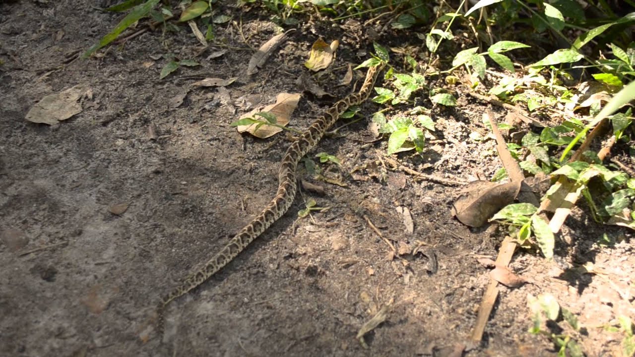 Yarará Grande (Bothrops alternatus). - YouTube