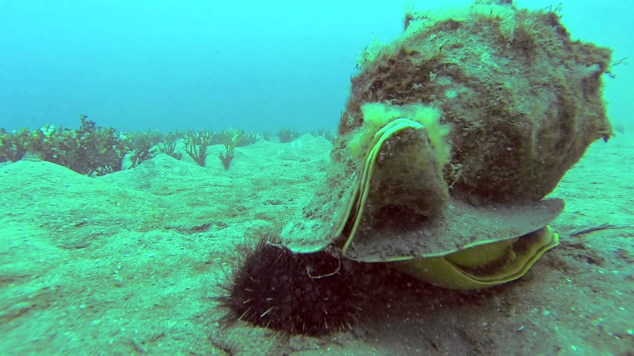 Scuba Diving Maui: A Giant Mollusk Finds Lunch! - YouTube