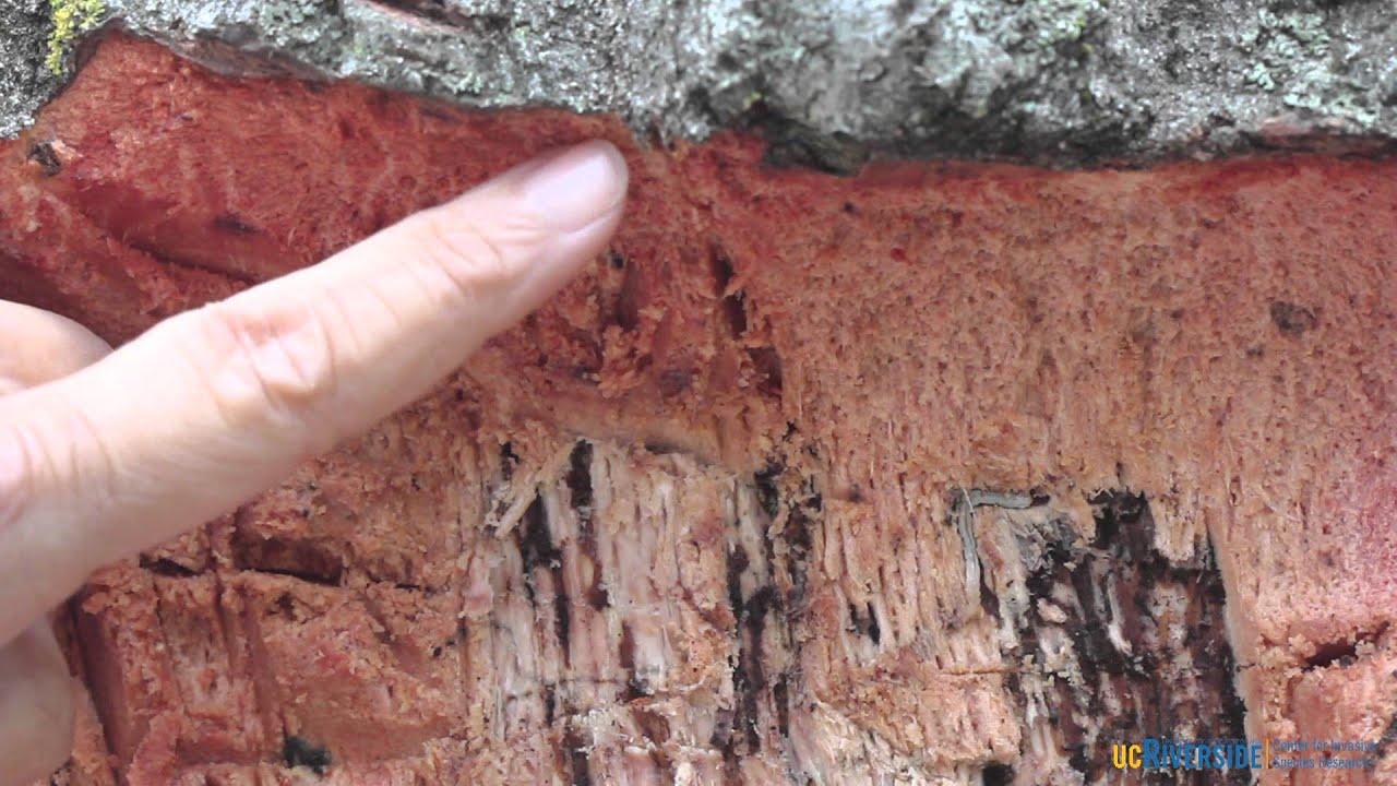 Learn About the Goldspotted Oak Borer - YouTube