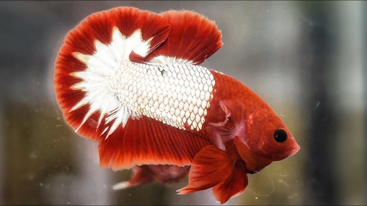 Fancy copper Betta Fish Line Vietnam - YouTube