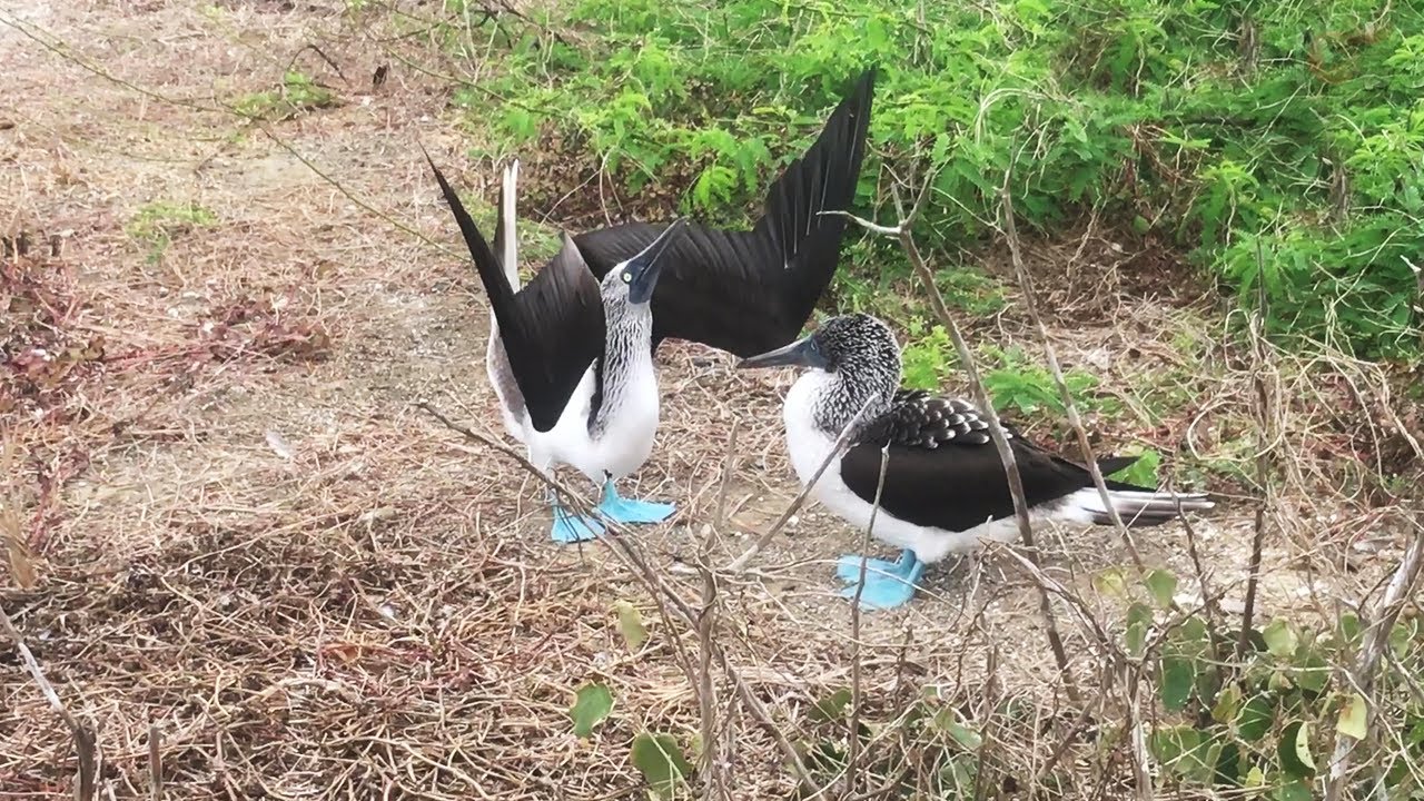 BLUE-FOOTED BOOBIES Doing Unique Mating Dance || WooGlobe - YouTube