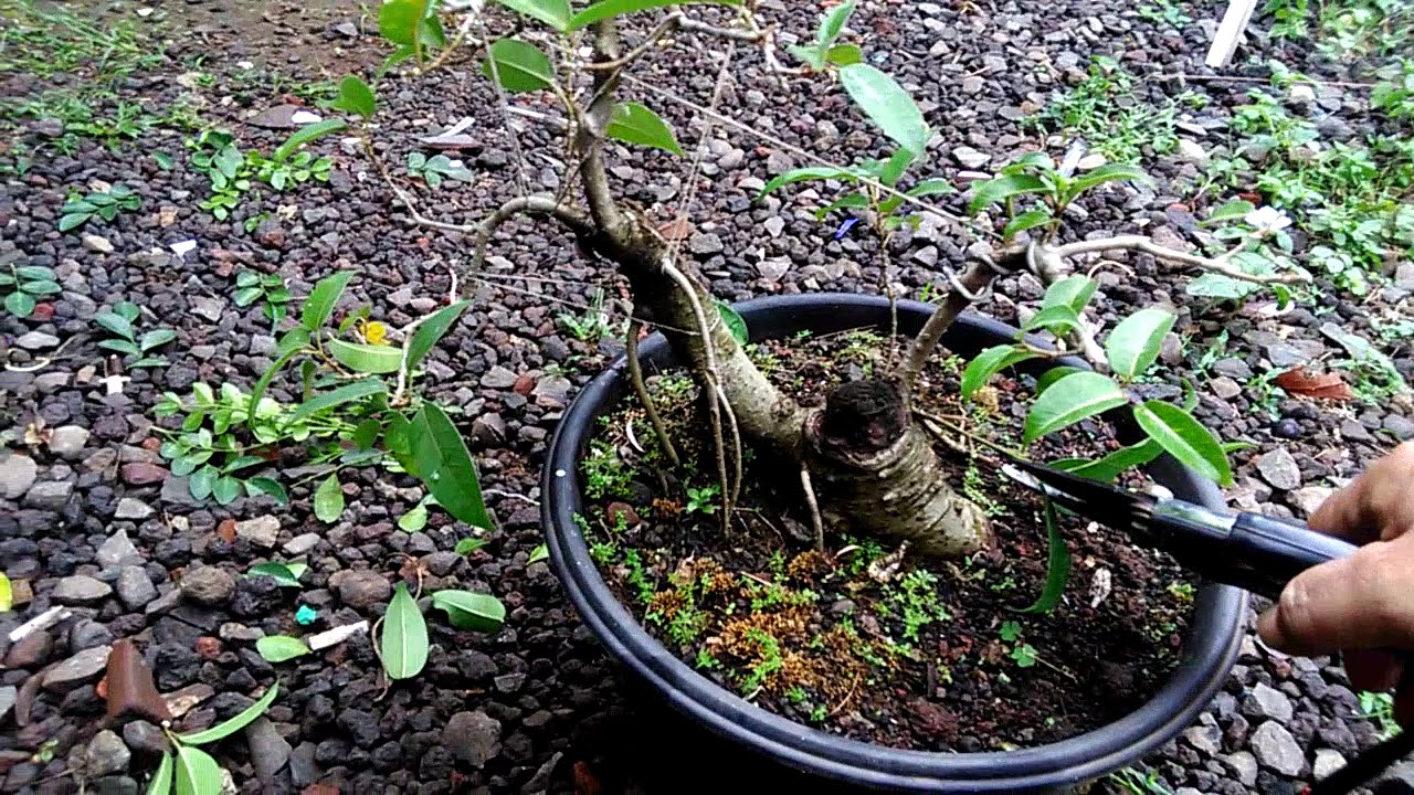 Menjaga agar daun tetap kecil pada bonsai bunut - YouTube