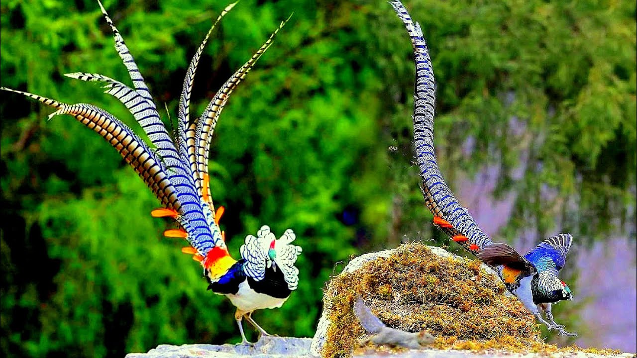 7 loài chim có bộ lông đuôi dài nhất và đẹp nhất - YouTube