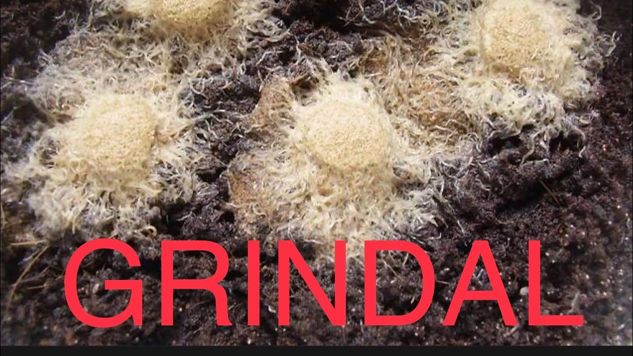 Tutorial como hacer grindal (no tradicional) by Bettaclub Argentina 😉 ...