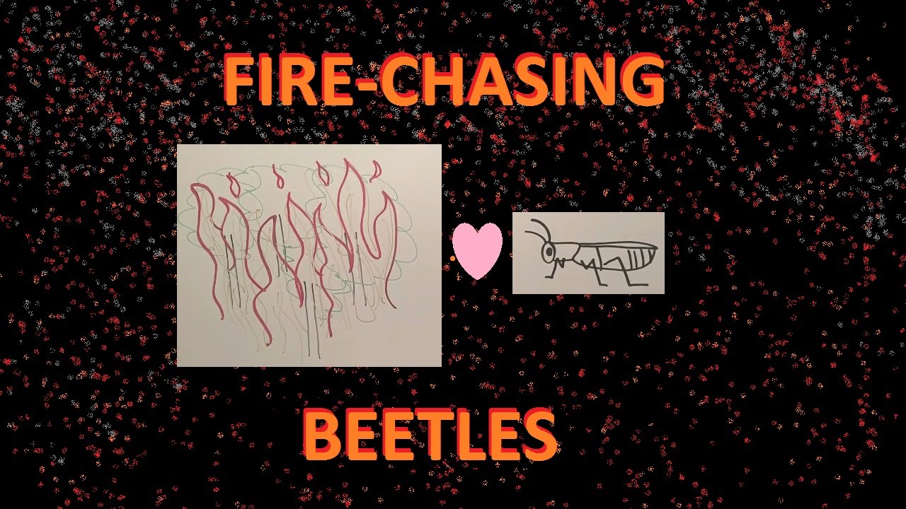 Fire-Chasing Beetles: Mating Among the Ruins of Forest Fires - YouTube