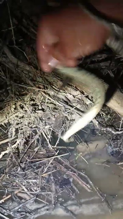 how to catch a snake - YouTube