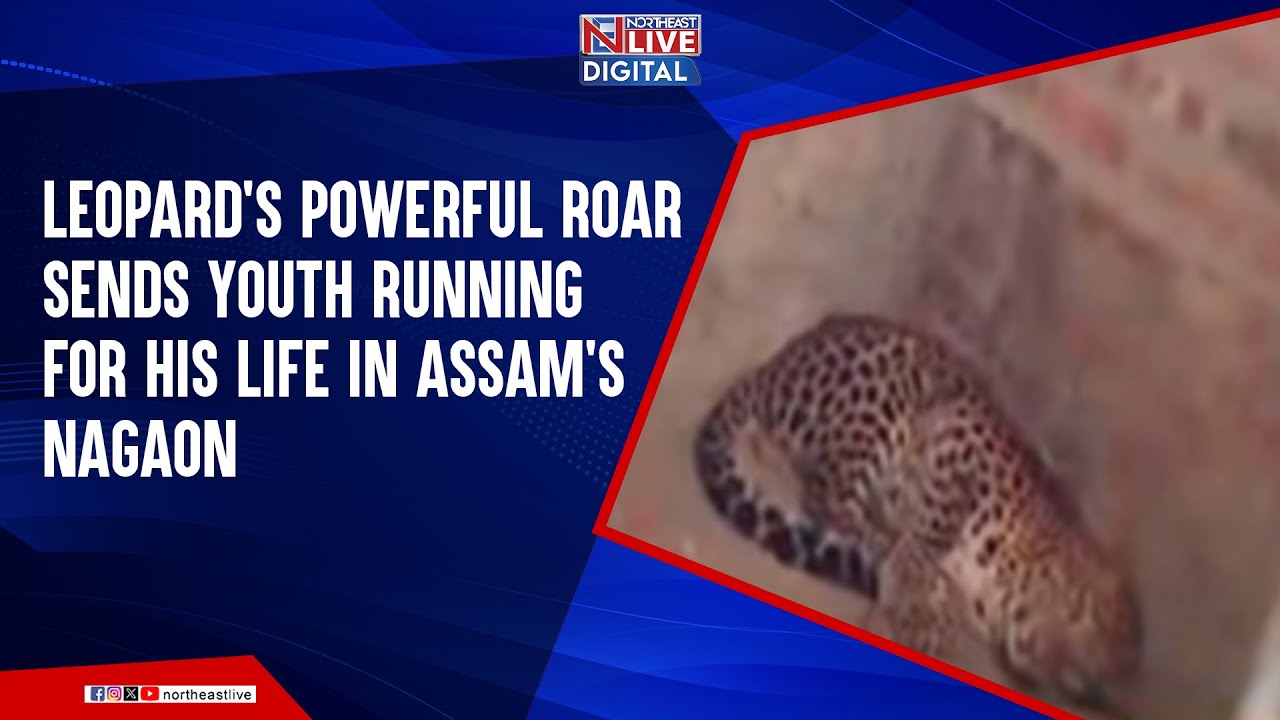 Leopard's Powerful Roar Sends Youth Running for His Life in Assam’s ...