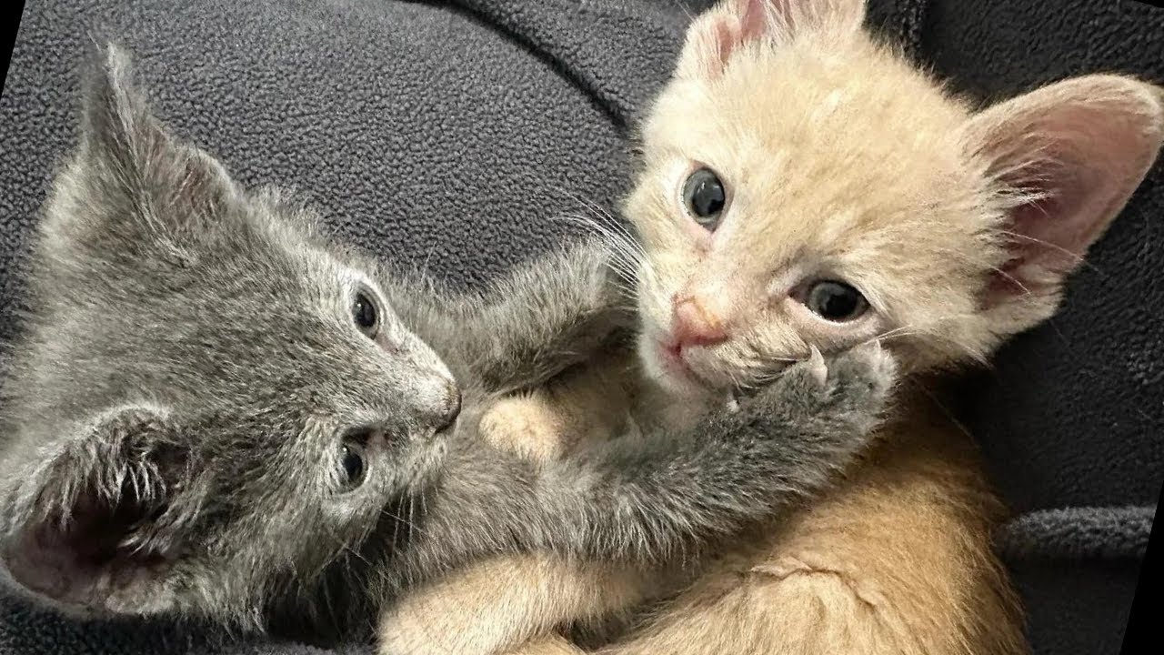 Six Kittens Persuade A Shelter Volunteer To Bring Them Home So They Can ...