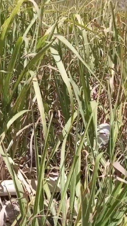 regando la caña amigos aver cómo se pone - YouTube