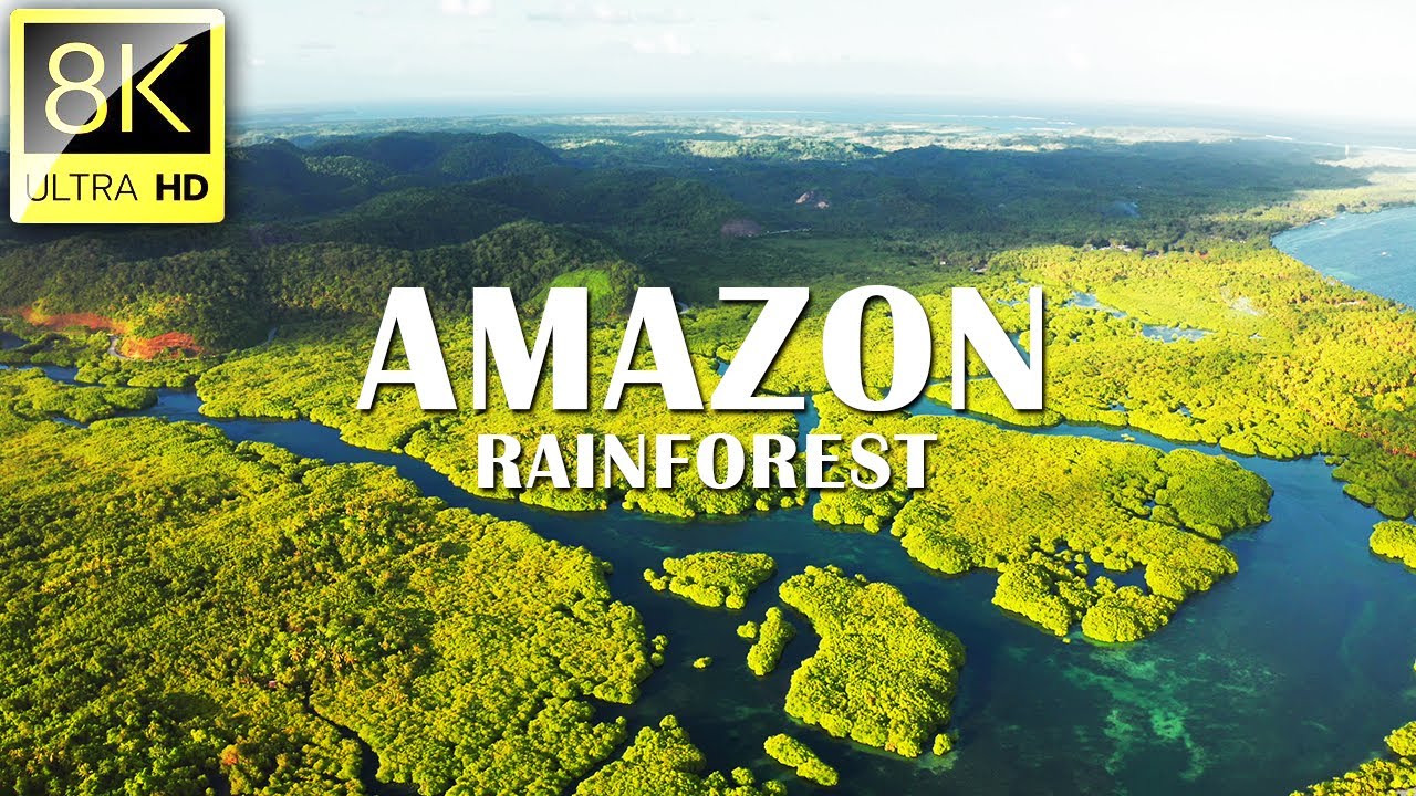 Amazon Rainforest in 8K ULTRA HD (60 FPS) | Relaxation Film With Epic ...
