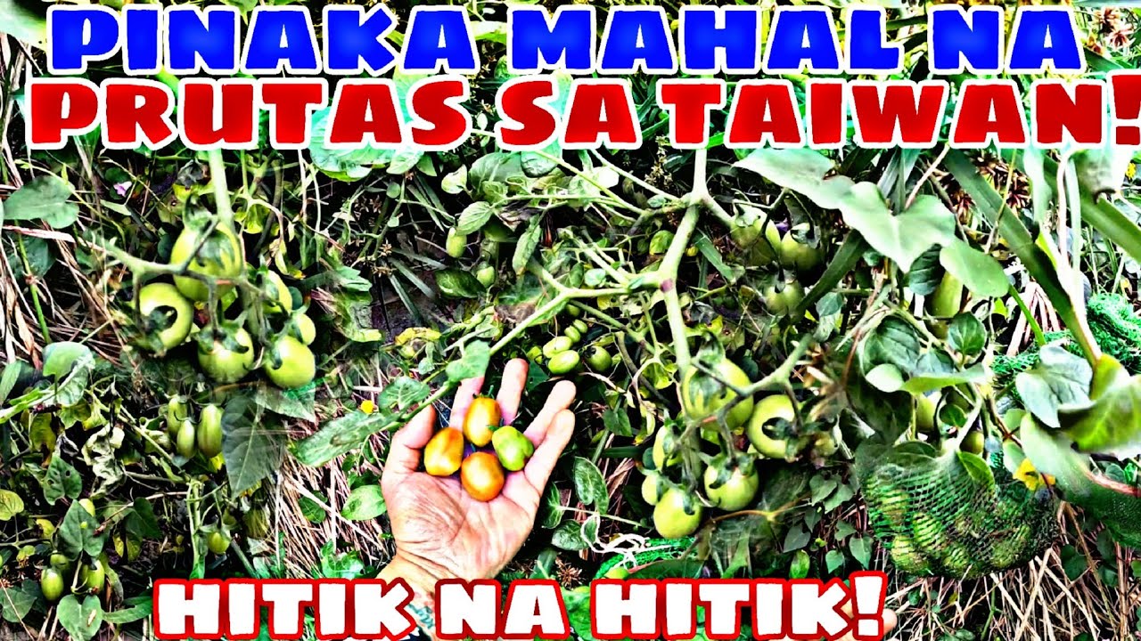 SA TAIWAN KO NATAGPUAN ANG PINAKA MAHAL NA PRUTAS SA TABING ILOG ...