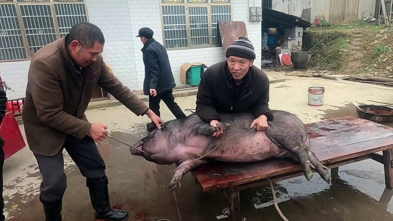 Pig Slaughter - The pig-killing rope binding method invented by the ...