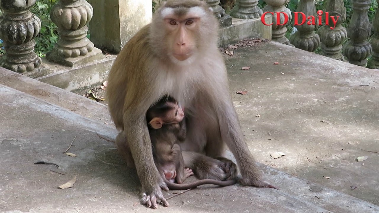 Monkeys have babies and they are play together - YouTube