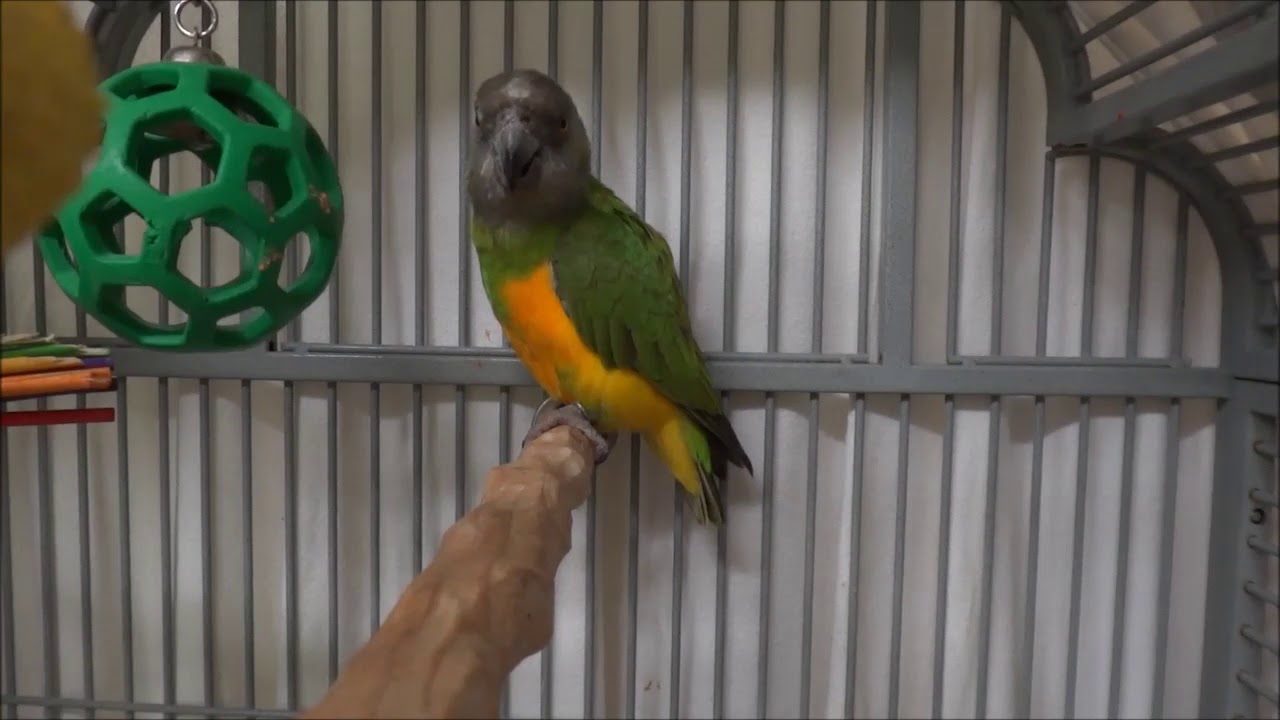 Victor Wild Caught Senegal Parrot - YouTube