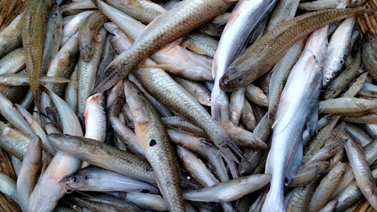 পদ্মার বেলে মাছ।ডাঙ্গার শোল মাছ।কতটা সস্তায় বিক্রি হলো দেখুন ।। big ...