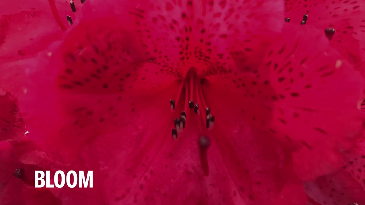 Bloom - Virtual Walk with beautiful flowers - YouTube