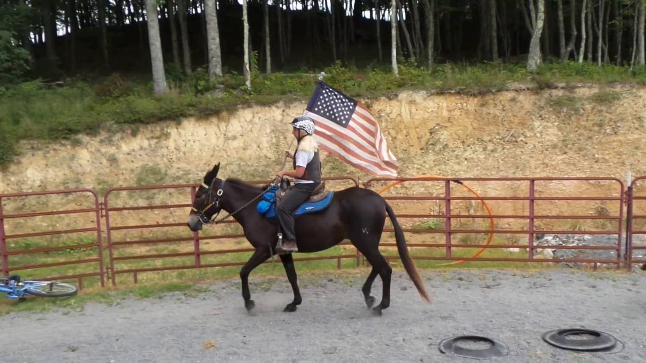 Peruvian Cross Mule Flag and Obstacles - YouTube