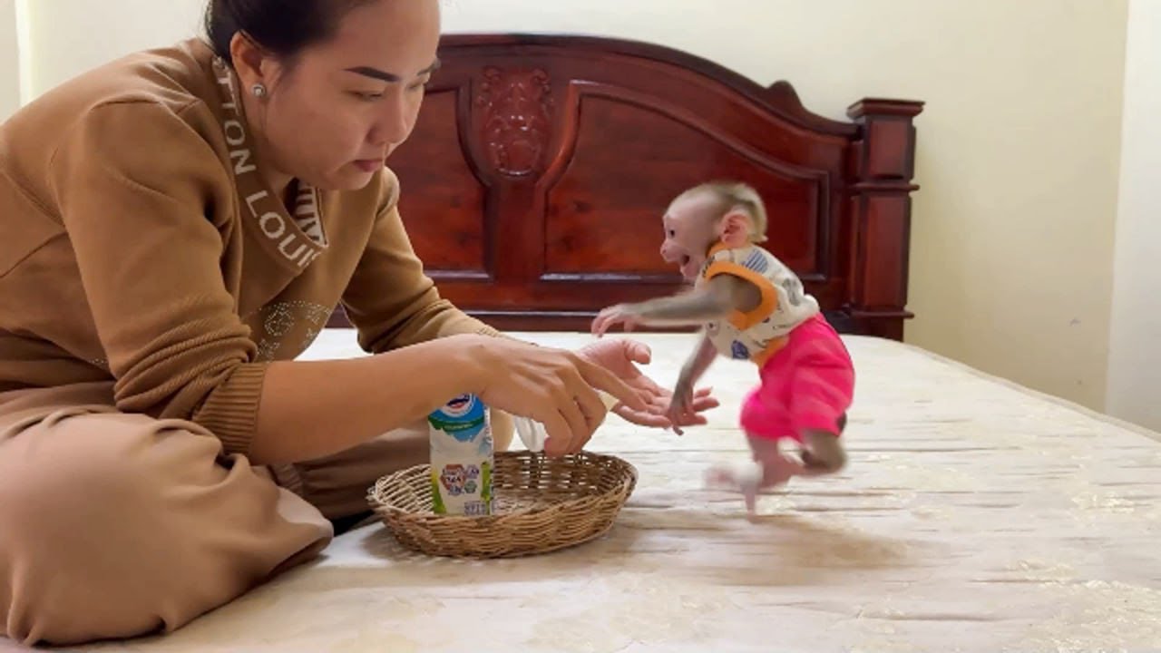 Max Anqrily Tantrum Jumping Can't Wait For His Pure Milk - YouTube