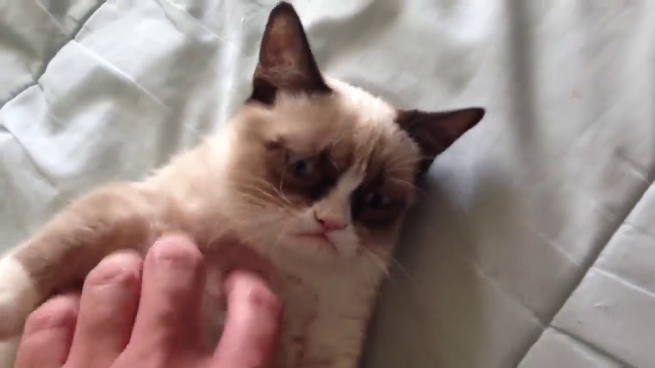 The Original Grumpy Cat | ПЕРВОЕ ВИДЕО КАНАЛА - YouTube
