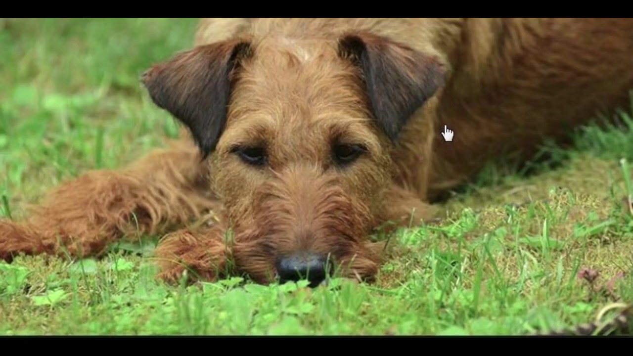'Tim, An Irish Terrier' by Winifred M Letts Will pets go to Heaven ...