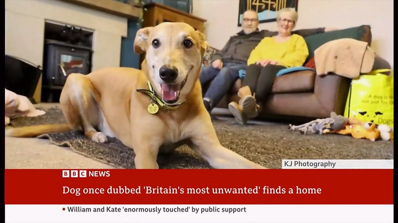 Most unwanted dog finds a home after 4 years & swans making hearts (UK ...