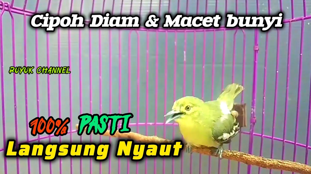 Pancingan Cipoh Gacor Paling Ampuh Cipoh Diam & Macet Bunyi 💯% Pasti ...