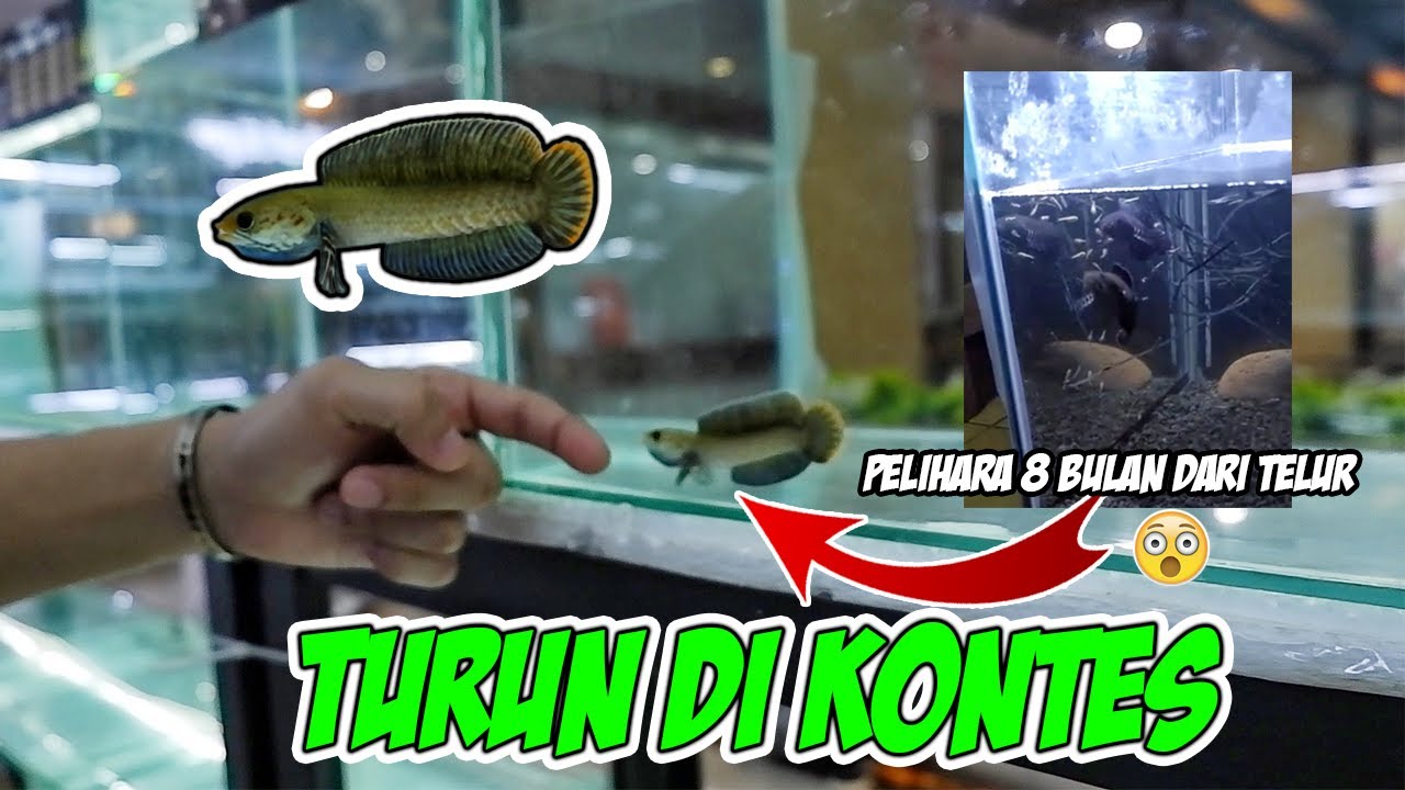 REVIEW ANDRAO CILIK TURUN DIKONTES! MILIK FRANKENSTEIN_FISH - YouTube