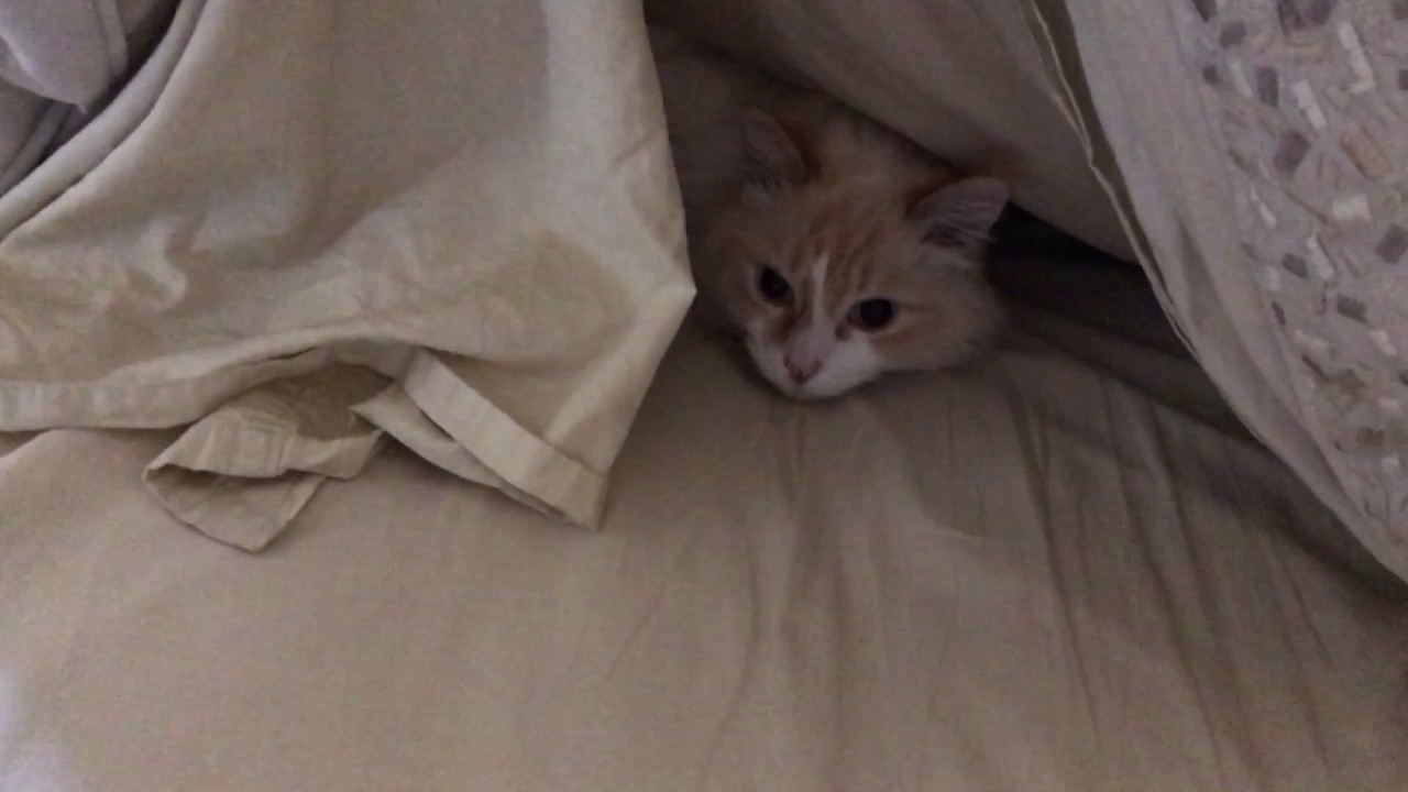 cat hiding and sleeping under cover - YouTube