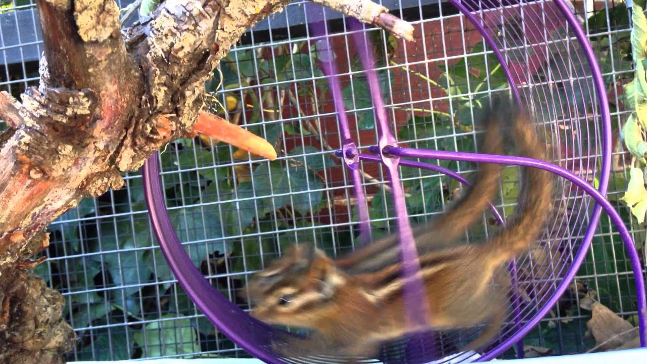 Chipmunks in care WildCare use an exercise wheel - YouTube