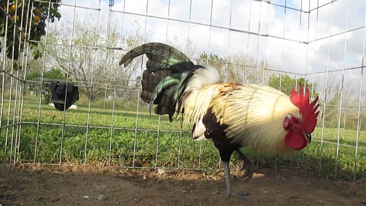 Bennett grey stag - YouTube