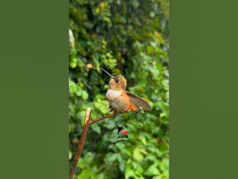Rainy day flutter 🌧️ #asmr #rain #nature #hummingbird # ...