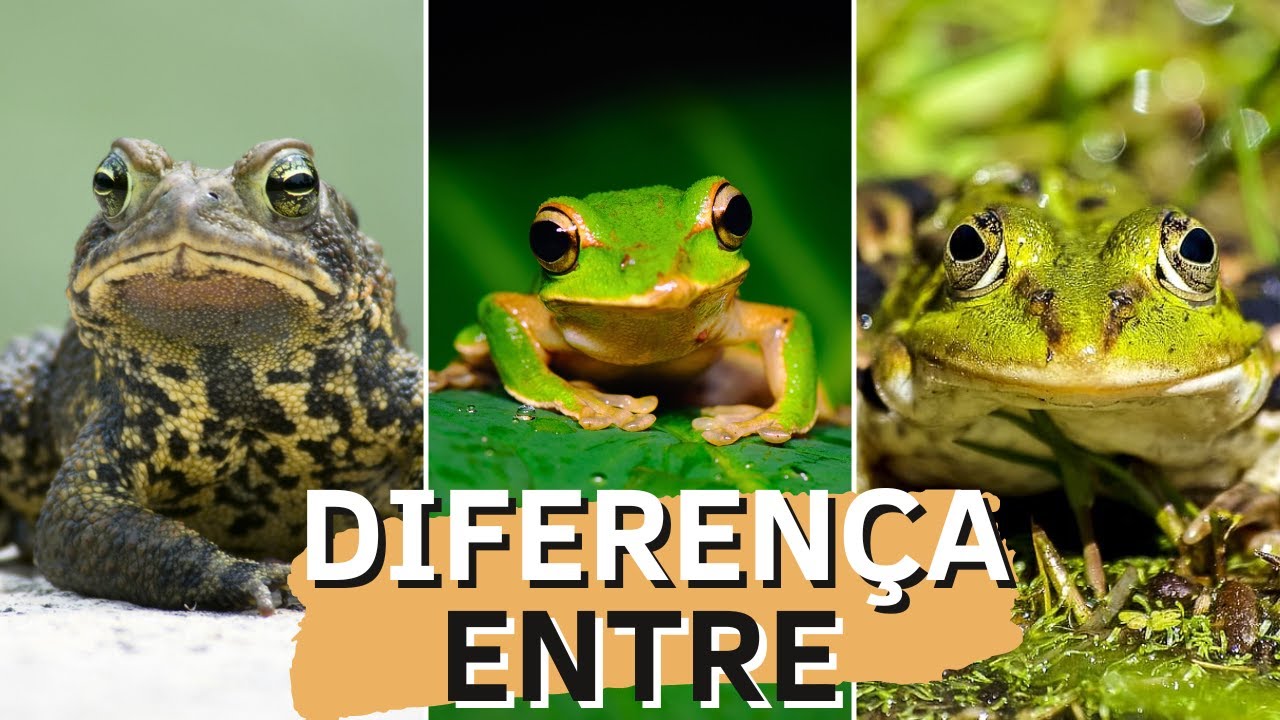 DIFERENÇA ENTRE SAPO, RÃ E PERERECA - YouTube
