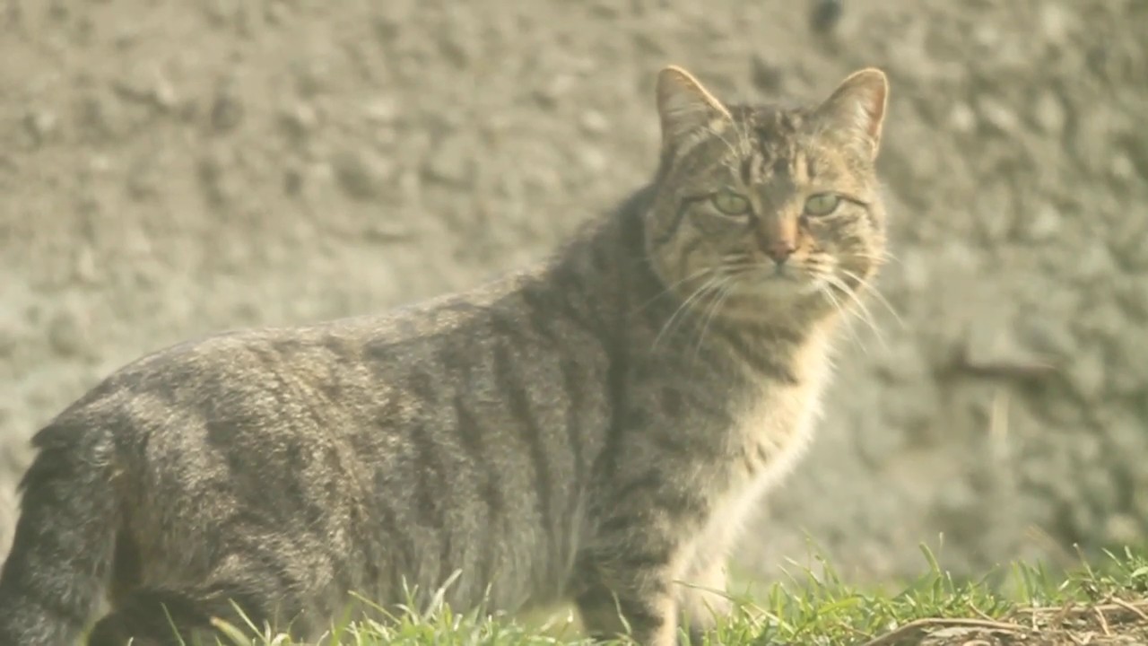 ტყის კატა Felis Silvestris Wildcat Youtube
