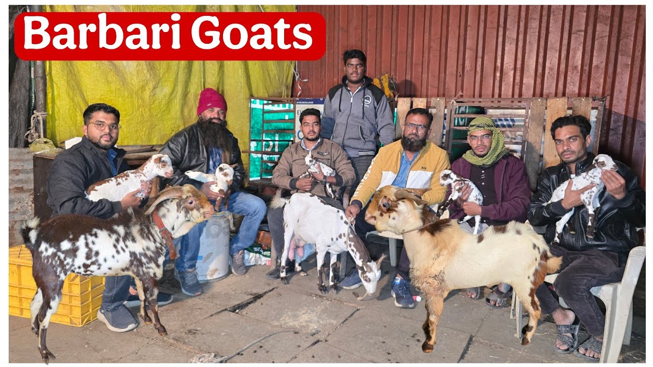 Top Quality Barbari goats of Baba Goat Farm Aurangabad Maharashtra ...