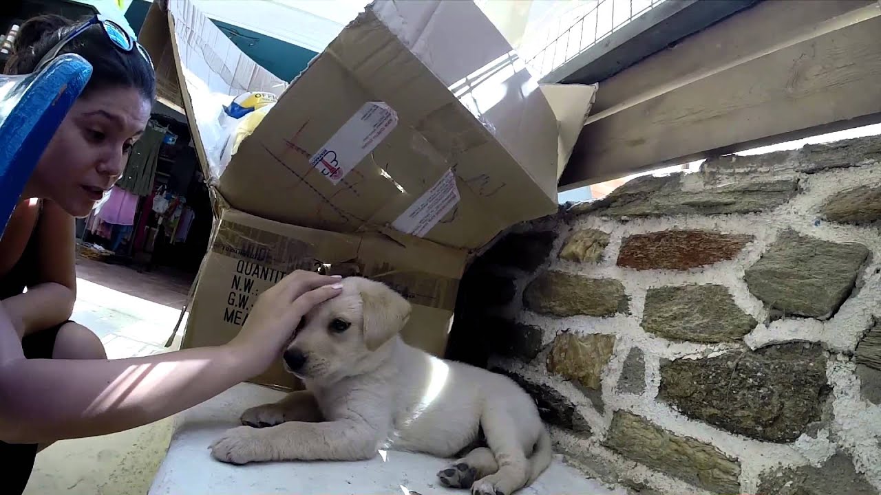 Cuttest Dog Ever!!! Labrador Puppy in Ios Island Greece - YouTube