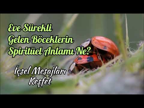 Evinize Sürekli Gelen Böcekler: Ruhsal Mesajlar ve Anlamları - Bilgi Dünyası