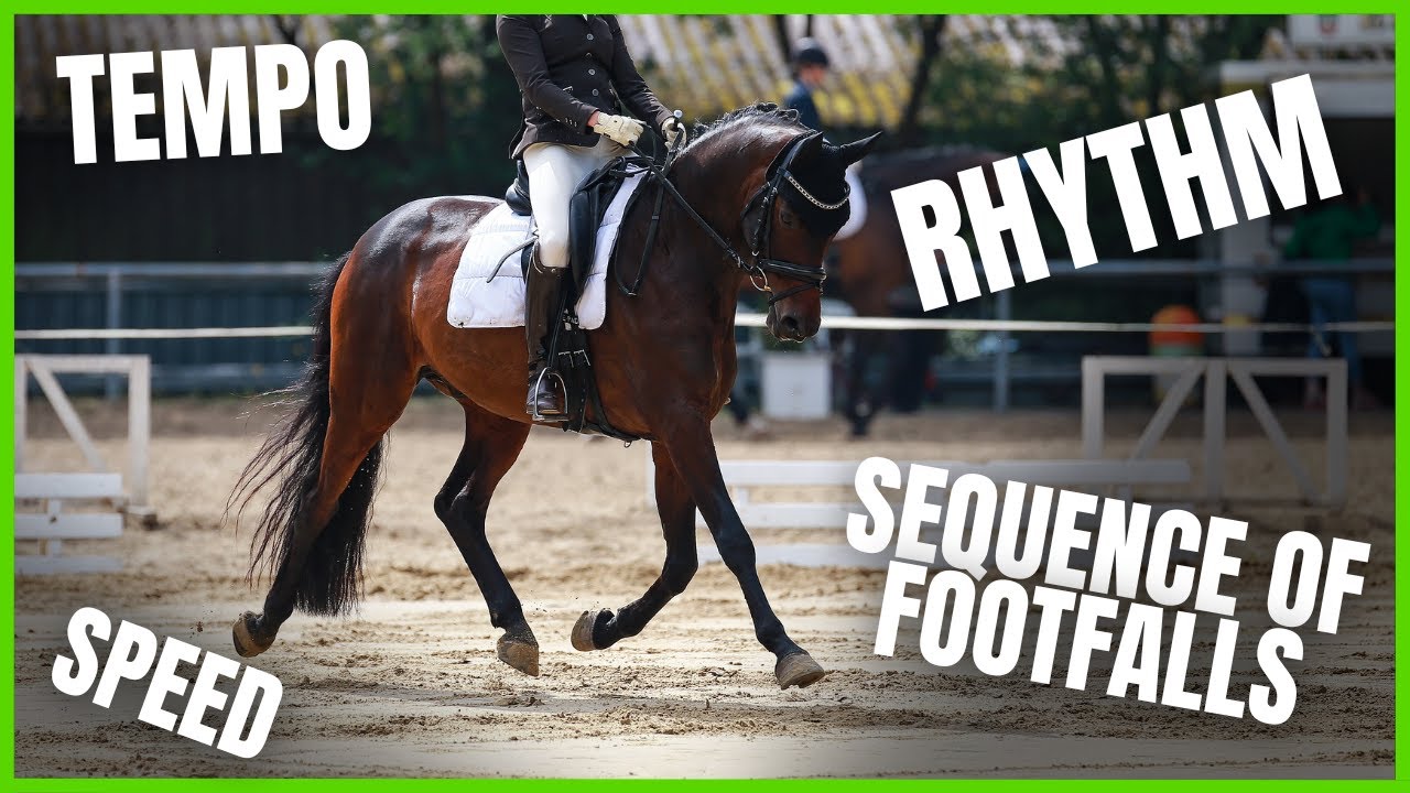Does Your Horse Have a GOOD RHYTHM? From The Complete Online Dressage ...