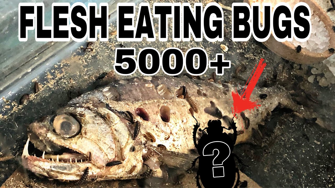 FLESH EATING BEETLES REALLY WORK!!! FISH bone EXPERIMENT - YouTube