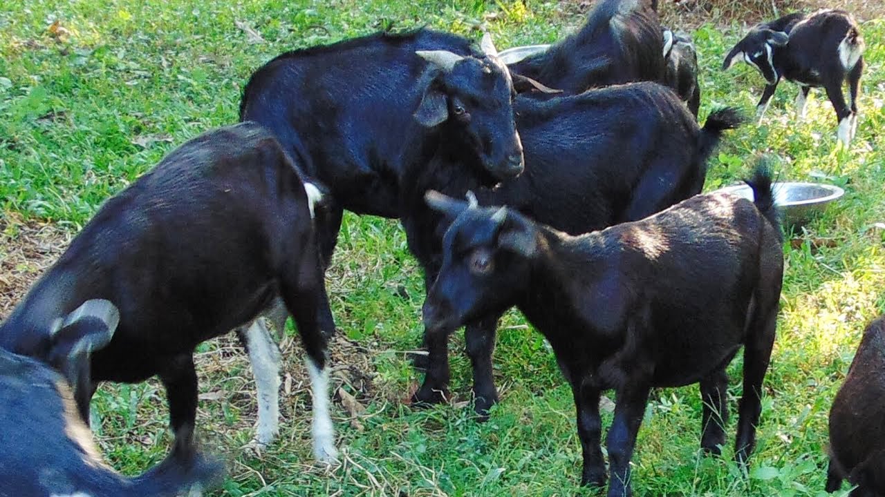 In India, a baby was born in the womb of a goat. - YouTube