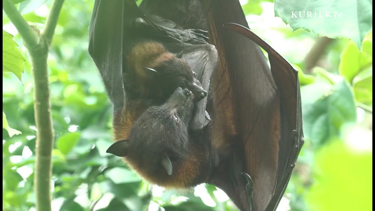 Flughunde-Nachwuchs im Tiergarten Schönbrunn - YouTube