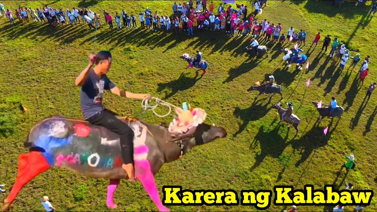 Karera ng Kalabaw | Mayohan sa Tayabas | Ibat-ibang desinyo ng Kalabaw ...
